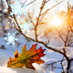 ss_fall_snow – IRES MLS: Come Home to Colorado