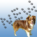 ss_dog – IRES MLS: Come Home to Colorado